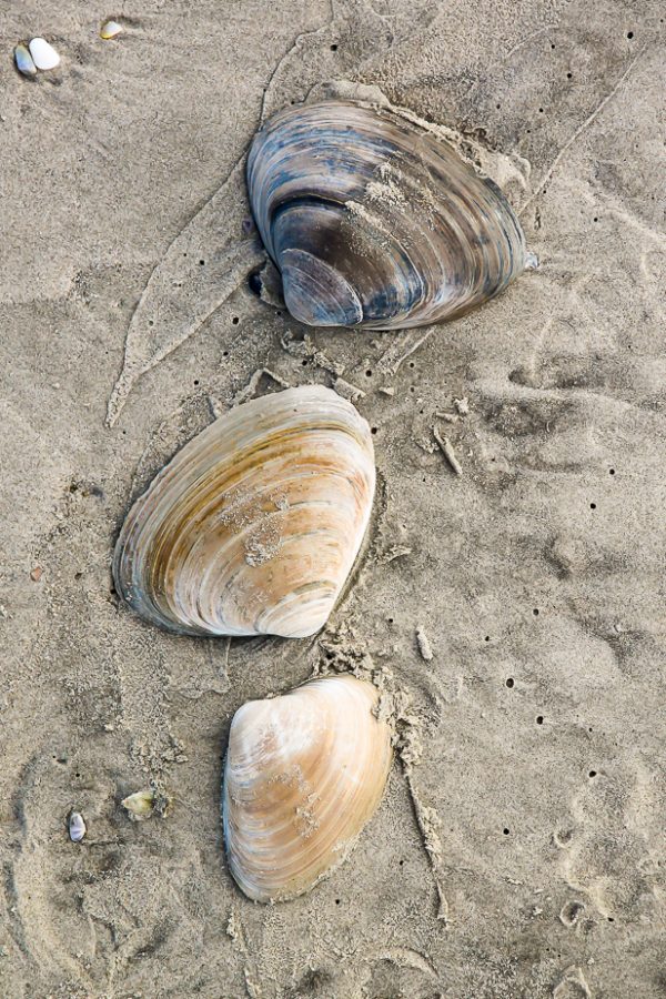 Snaps of Stone Harbor - Baker by Nature