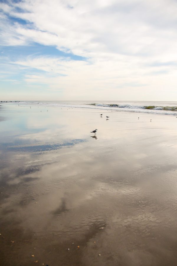 Snaps of Stone Harbor - Baker by Nature